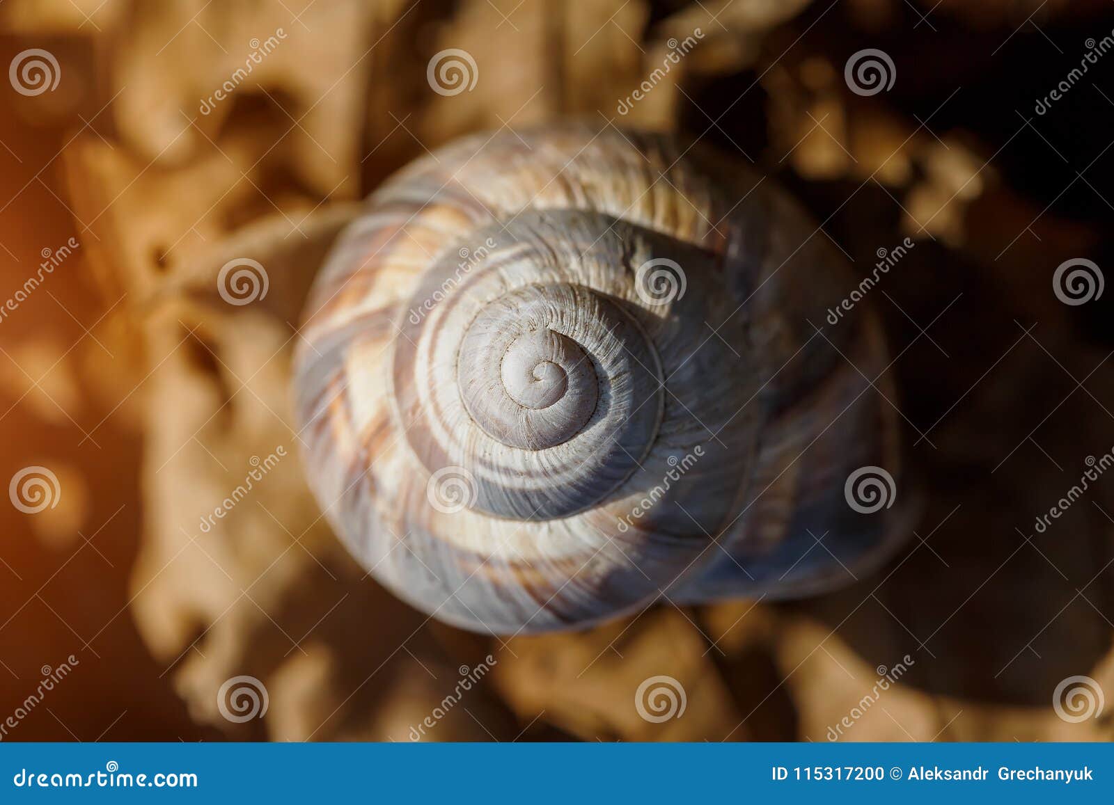 Spiral Snails Shell, Natural Light Stock Photo - Image of parasite ...