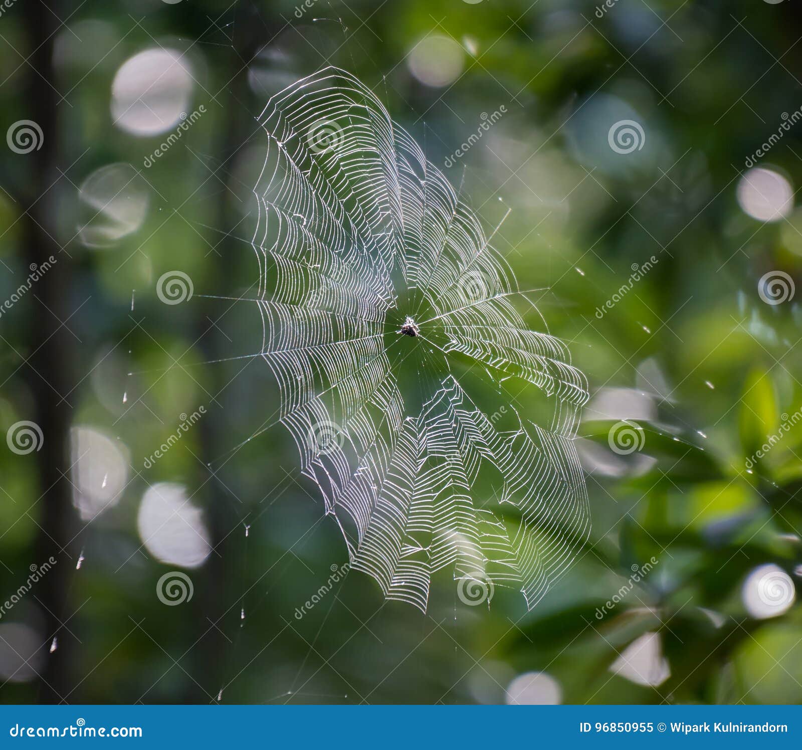 Spiral Spider web. stock image. Image of morning, sunrise - 96850955