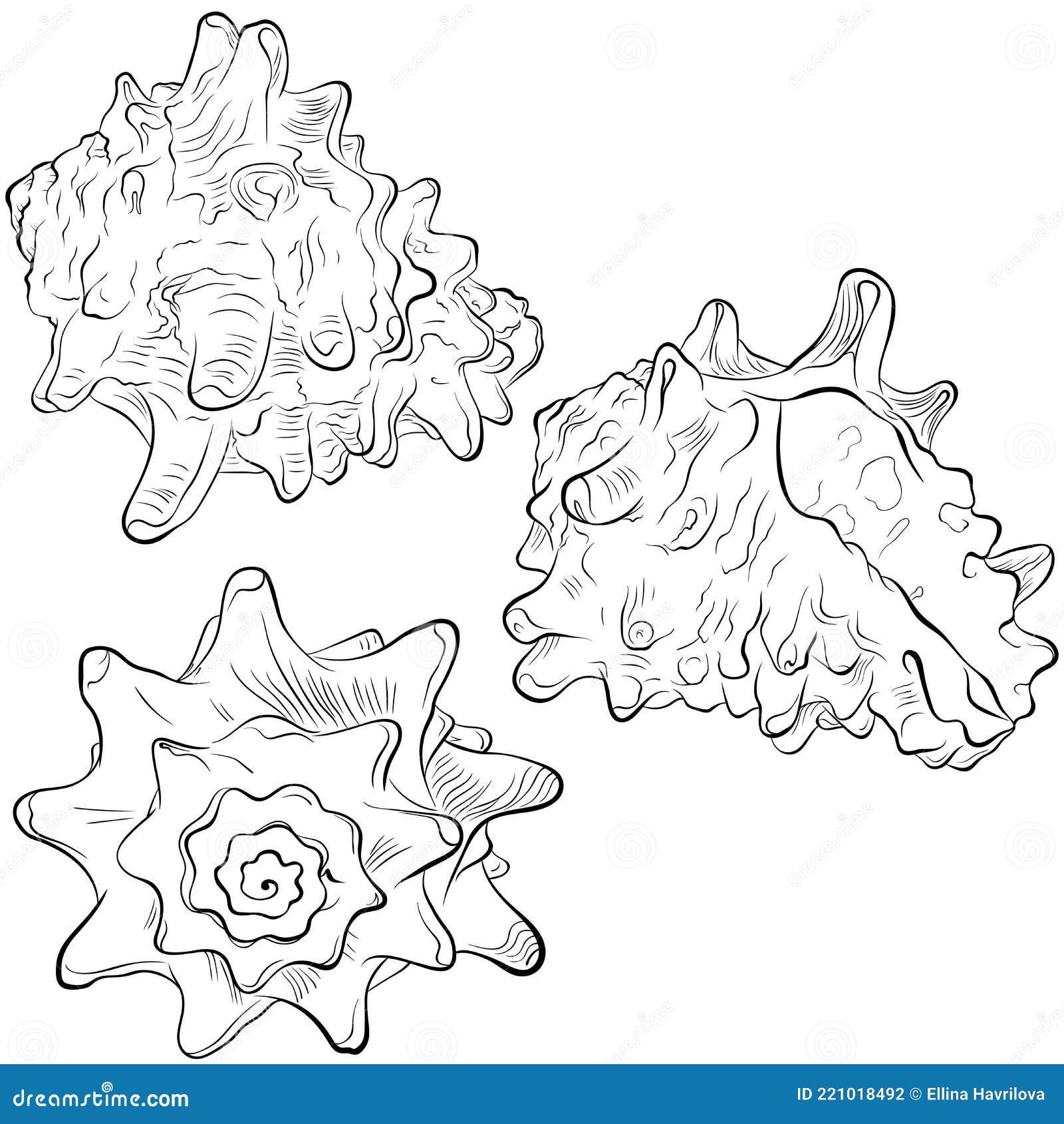 Spiral spiked seashell stock vector. Illustration of tropical - 221018492