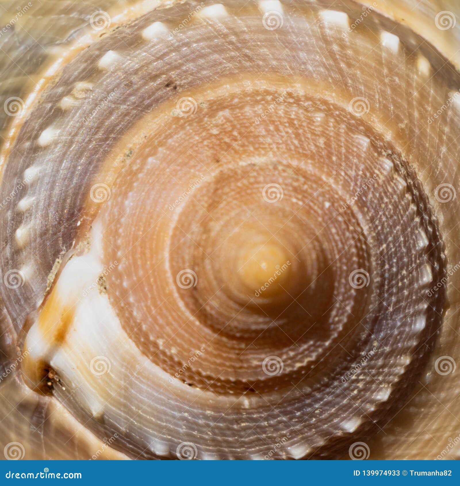 Spiral Texture of a Natural Shell Stock Image - Image of exotic ...