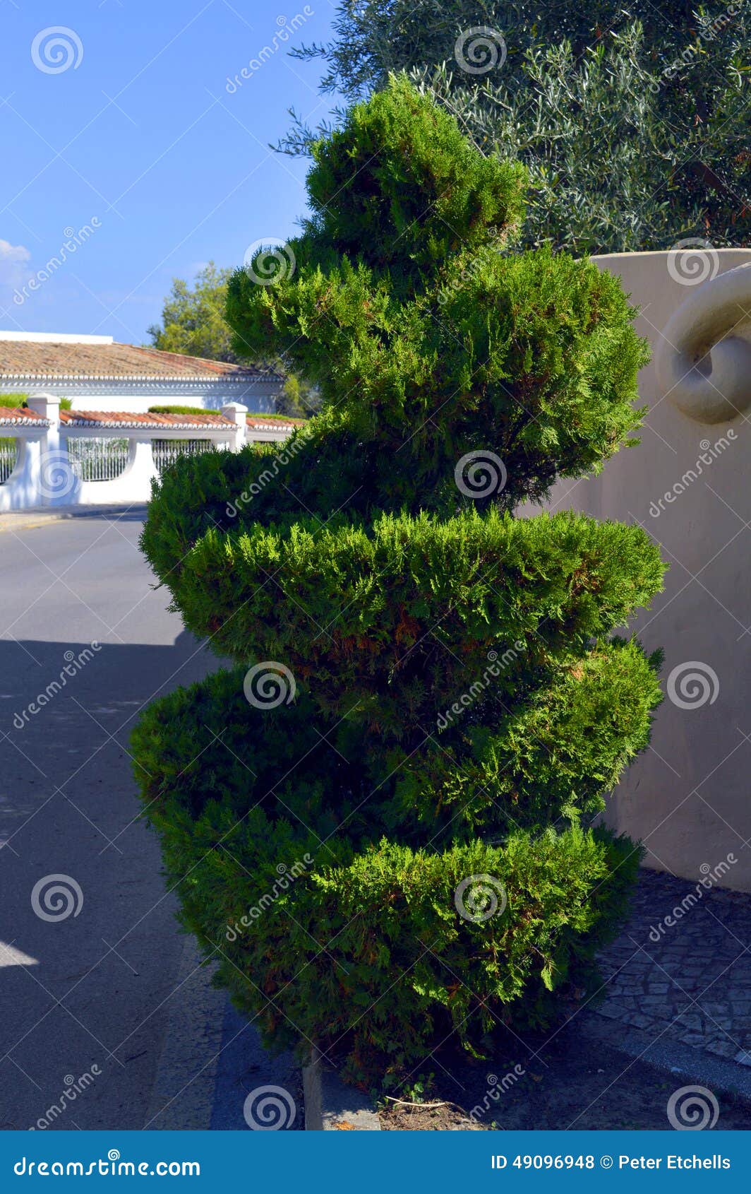 Spiral Topiary conifer stock photo. Image of botanical - 49096948