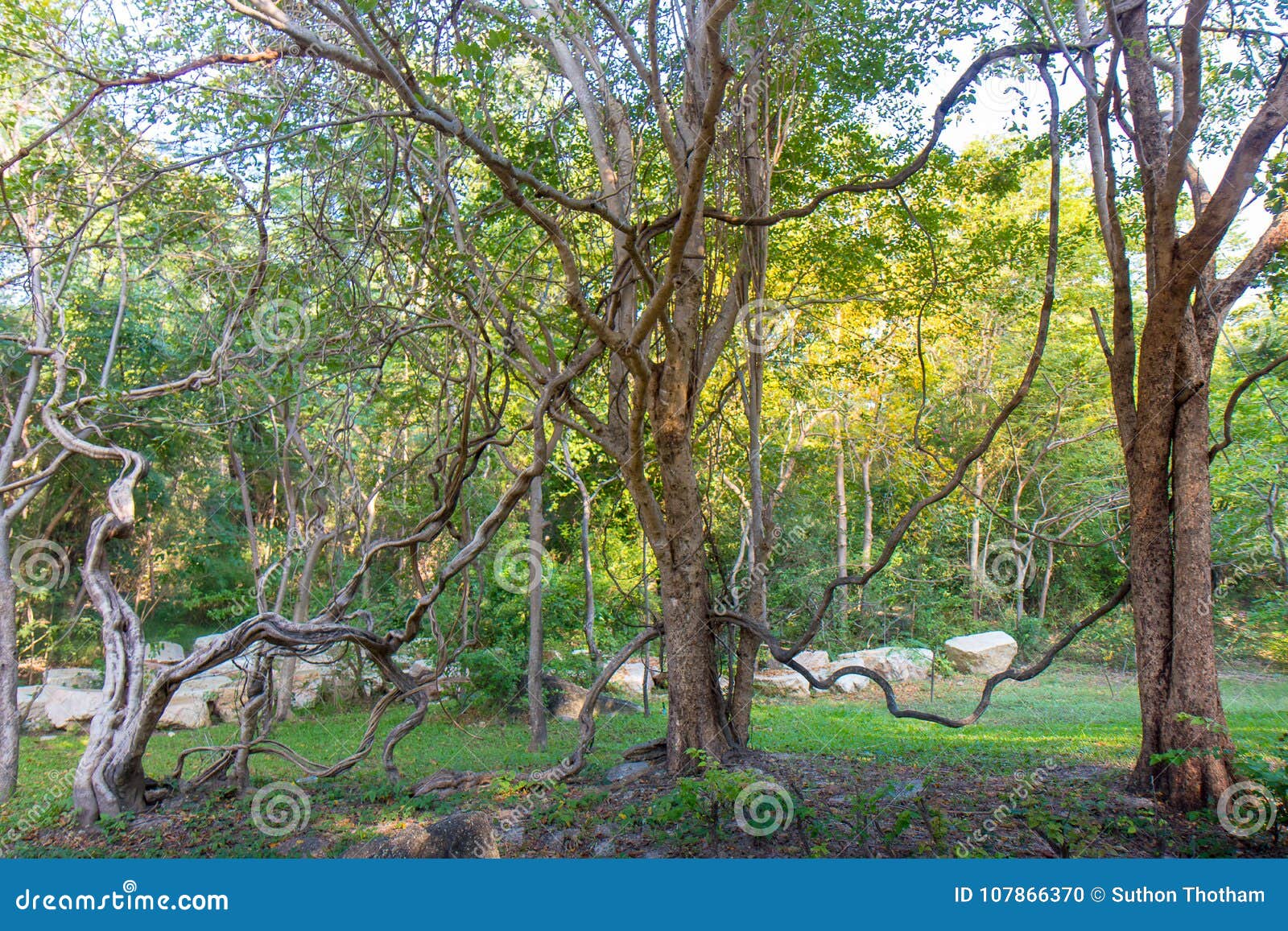 Spiral Tree Fern, New Zealand Native Plant Stock Photography ...