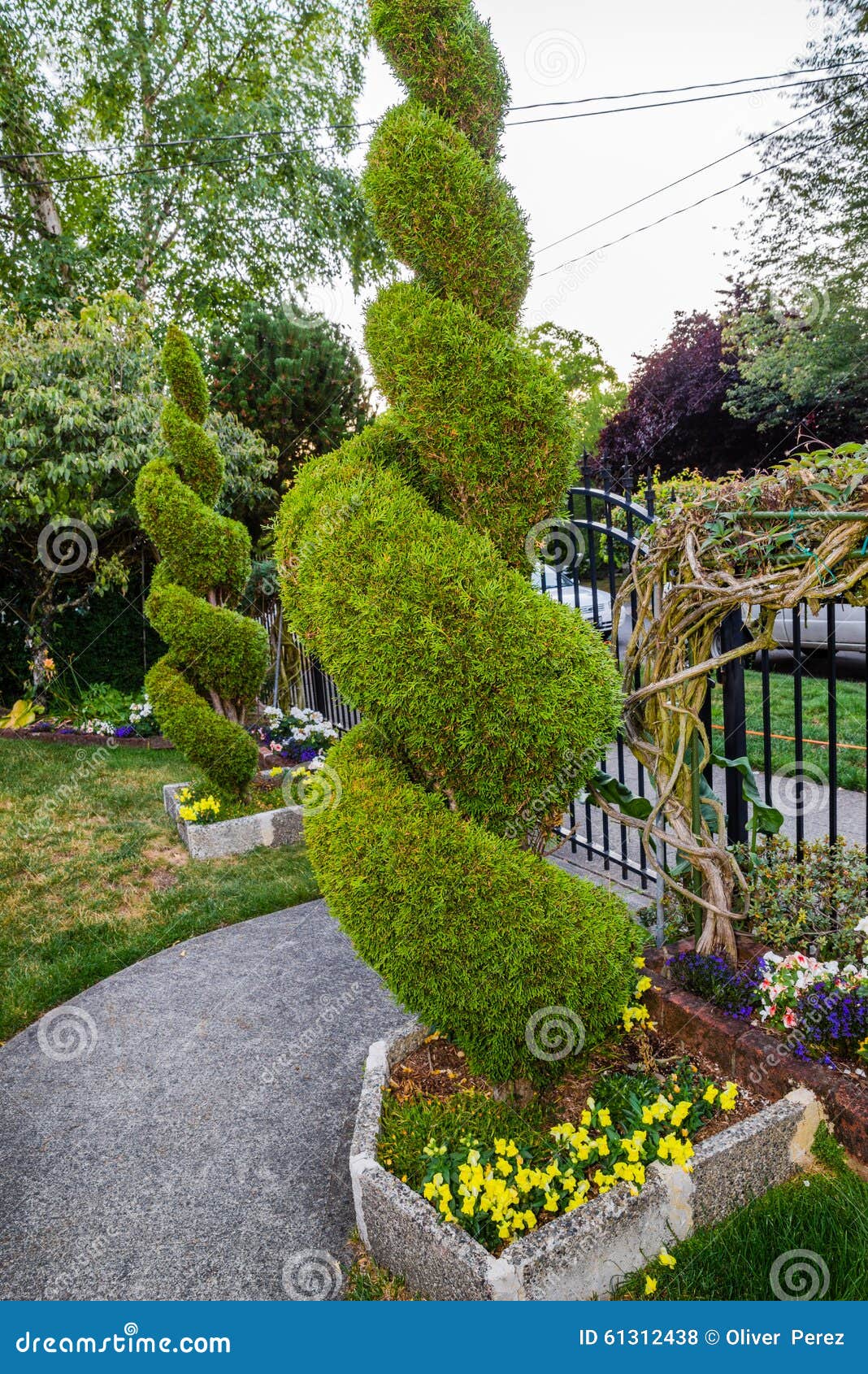 Spirala buskar arkivfoto. Bild av snurra, tillväxt, buskar - 61312438