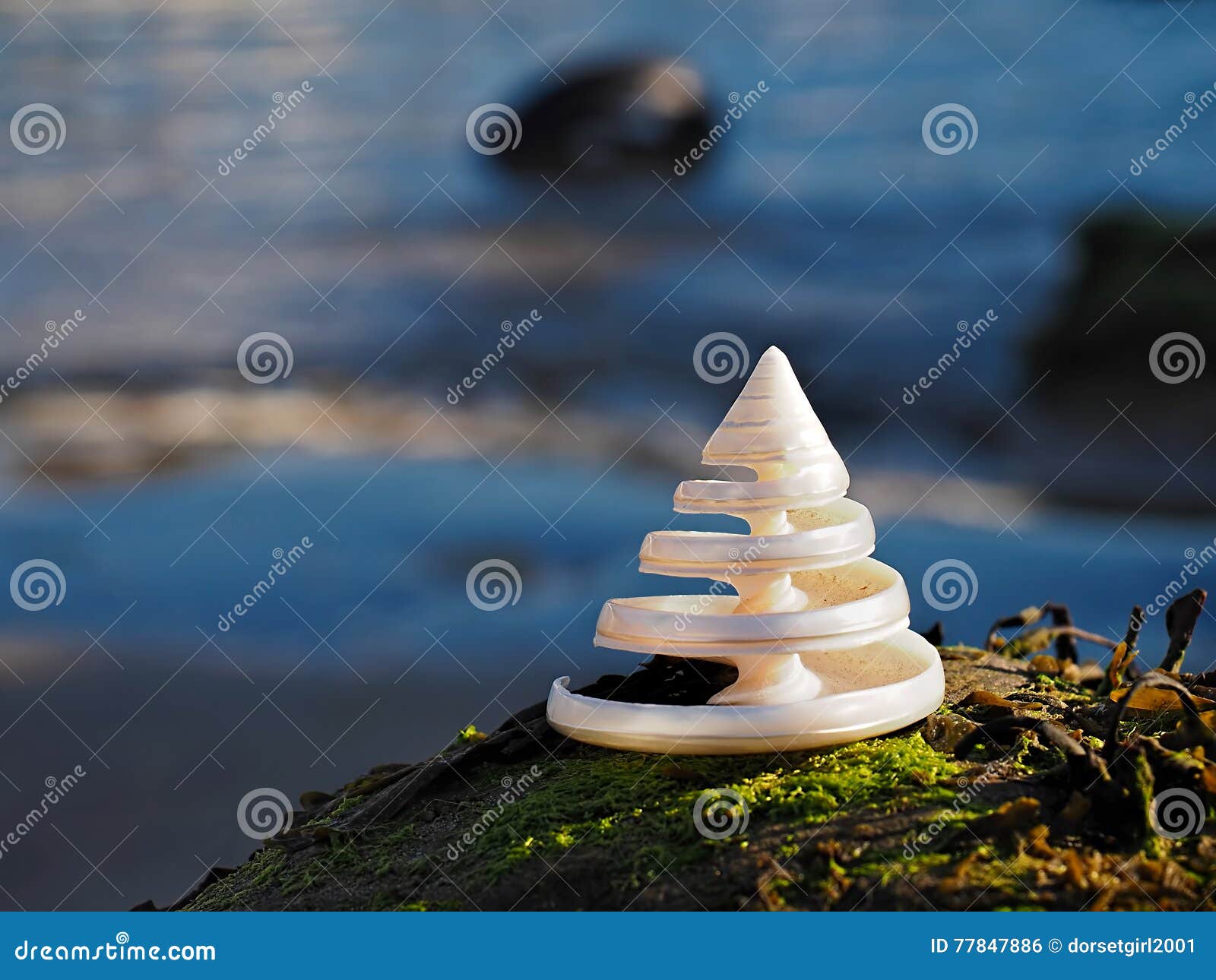 Spiralling Troca Shell stock photo. Image of trochus - 77847886