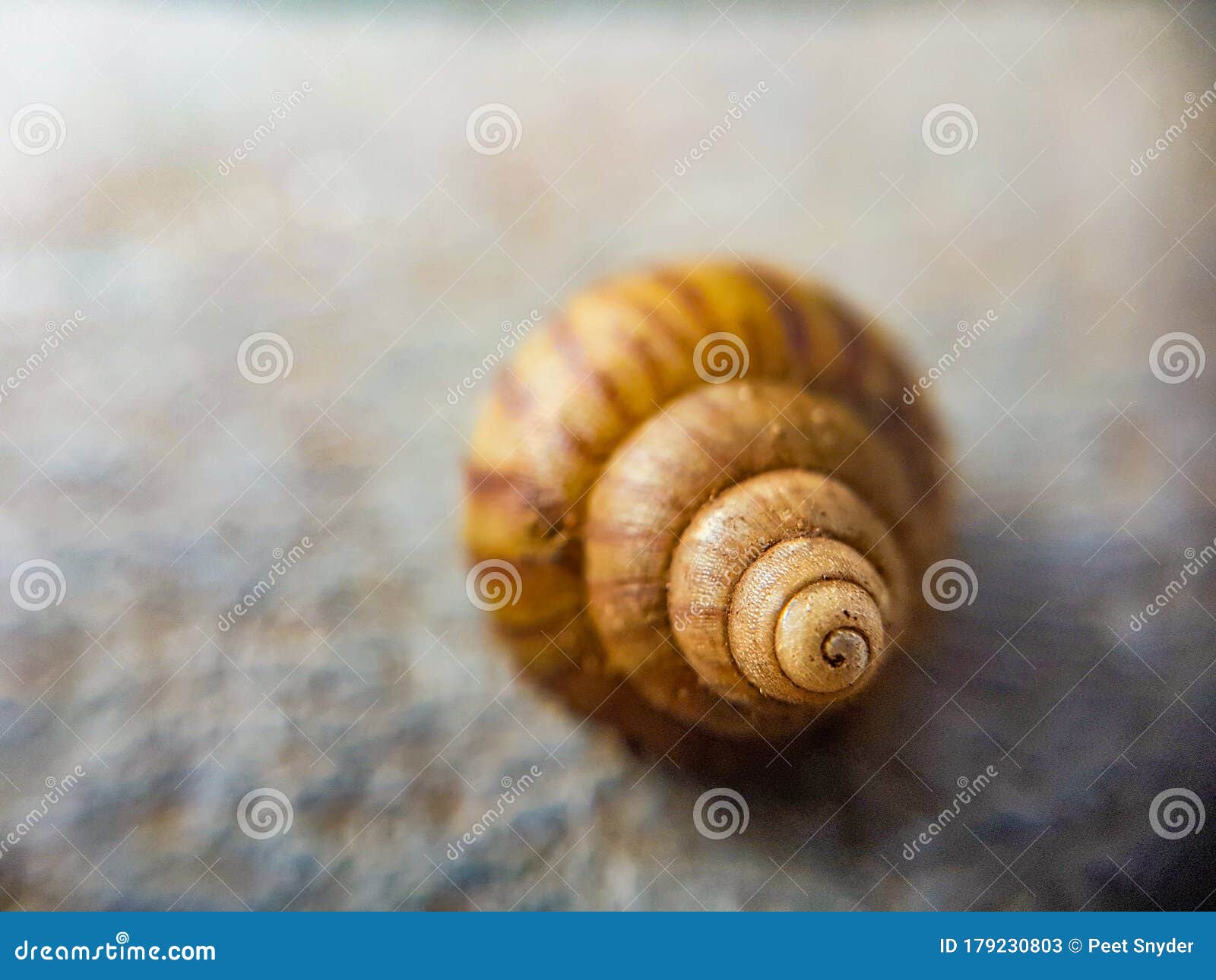 Spirals of a snail shell stock image. Image of organ - 179230803