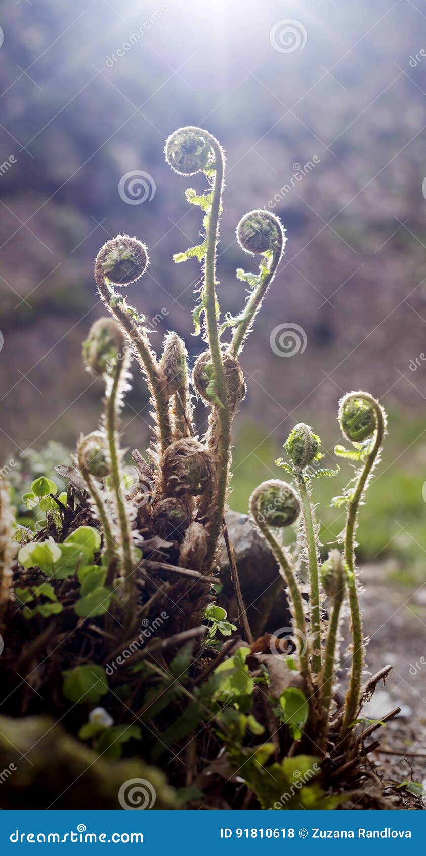 Spirals of young fern stock photo. Image of frond, plant - 91810618
