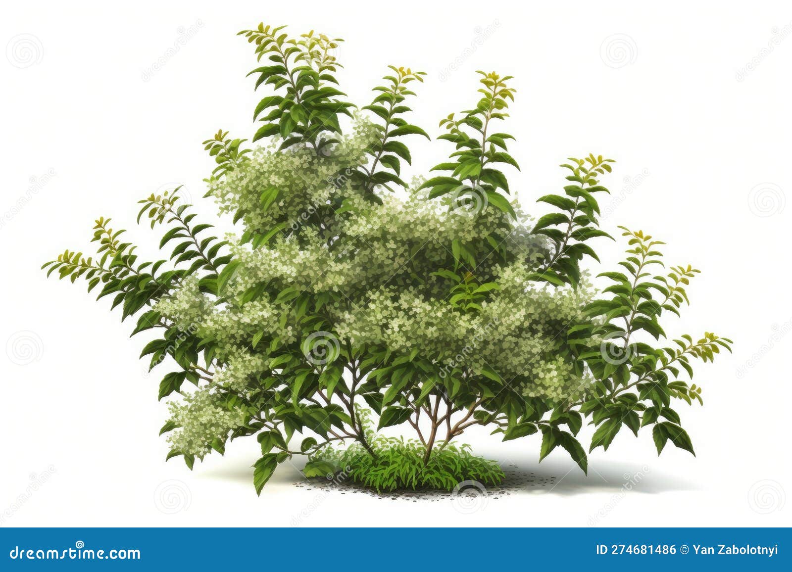 Spirea Bush on White Background. Generative AI Stock Illustration ...