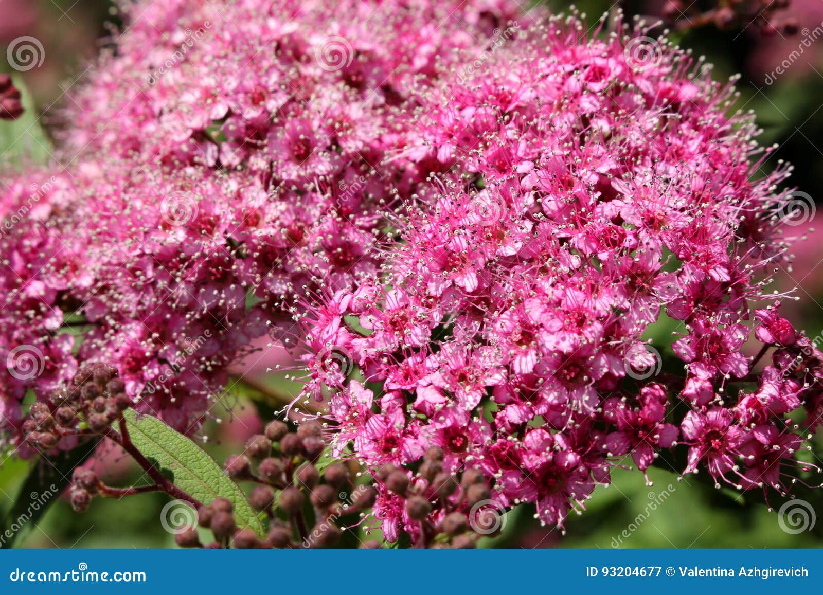 Spirea de la flor imagen de archivo. Imagen de parque - 93204677