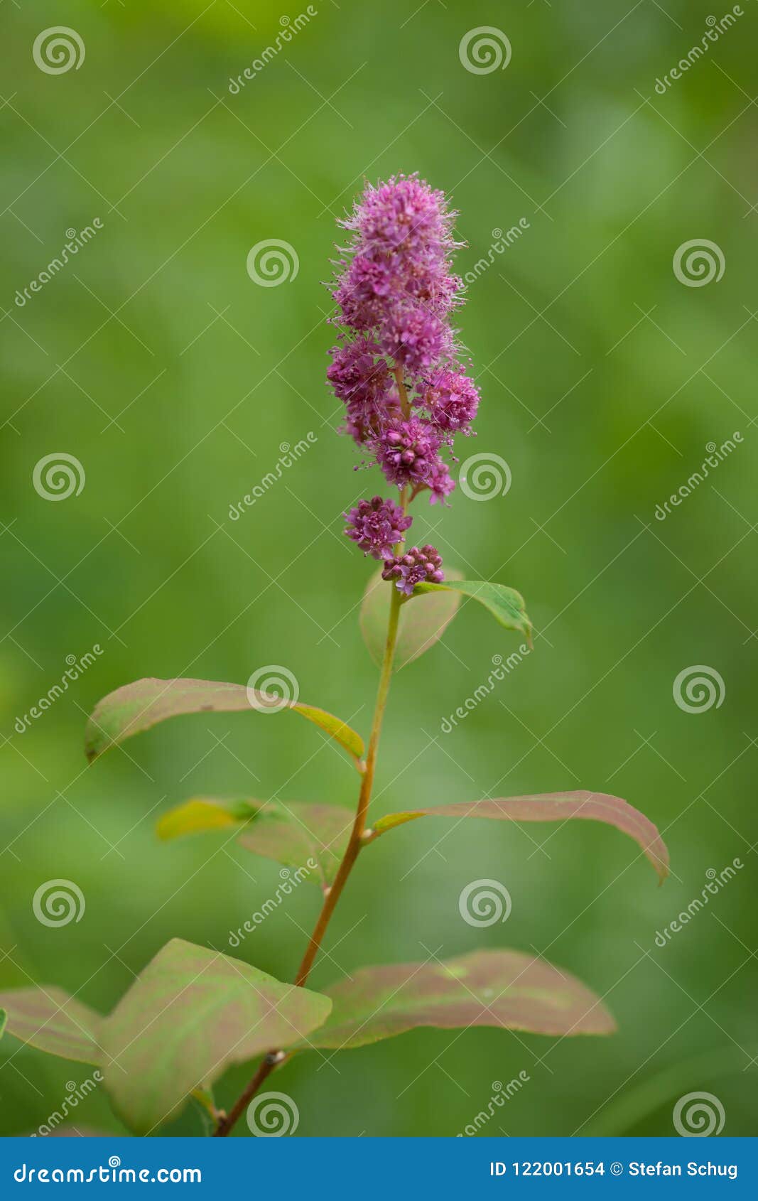 Spirea Douglasii - Hardhack - Steeplebush Stock Photo - Image of ...