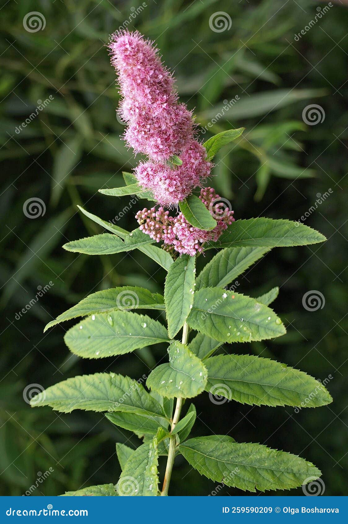 Spirea paniculata bushes stock image. Image of spirea - 259590209