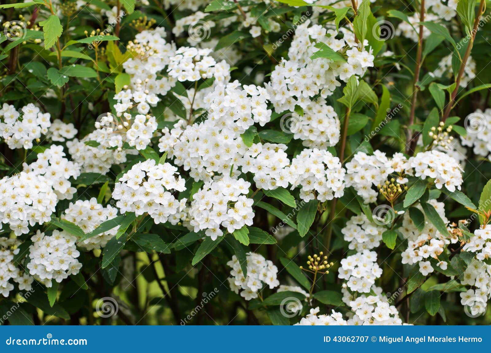 Spirea stock image. Image of innocence, blooming, branches - 43062707