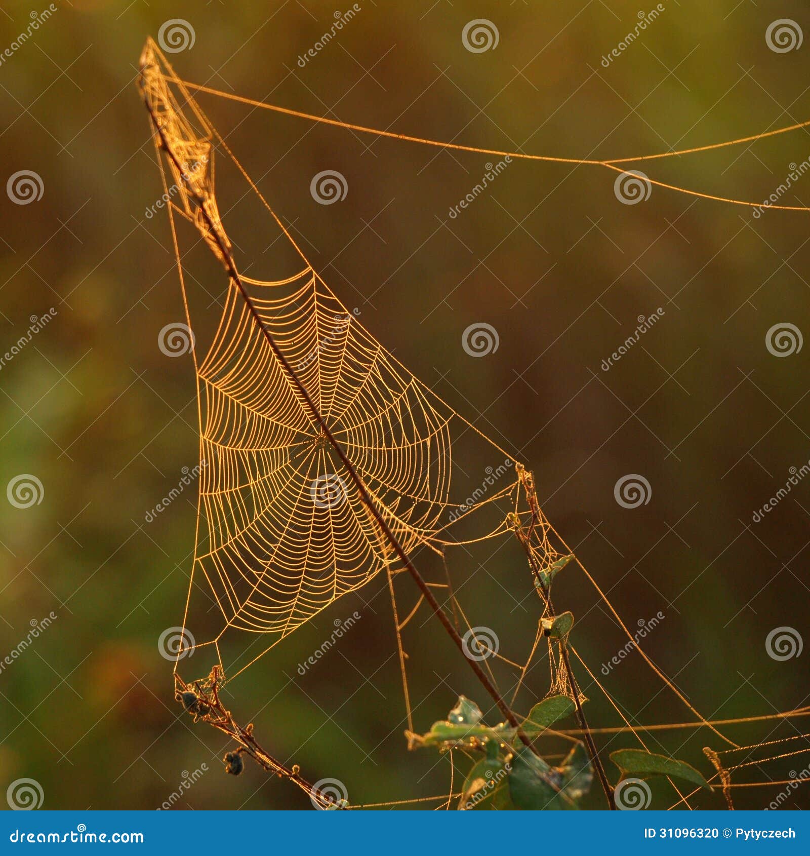Spider web stock photo. Image of pampa, dawn, animal - 31096320