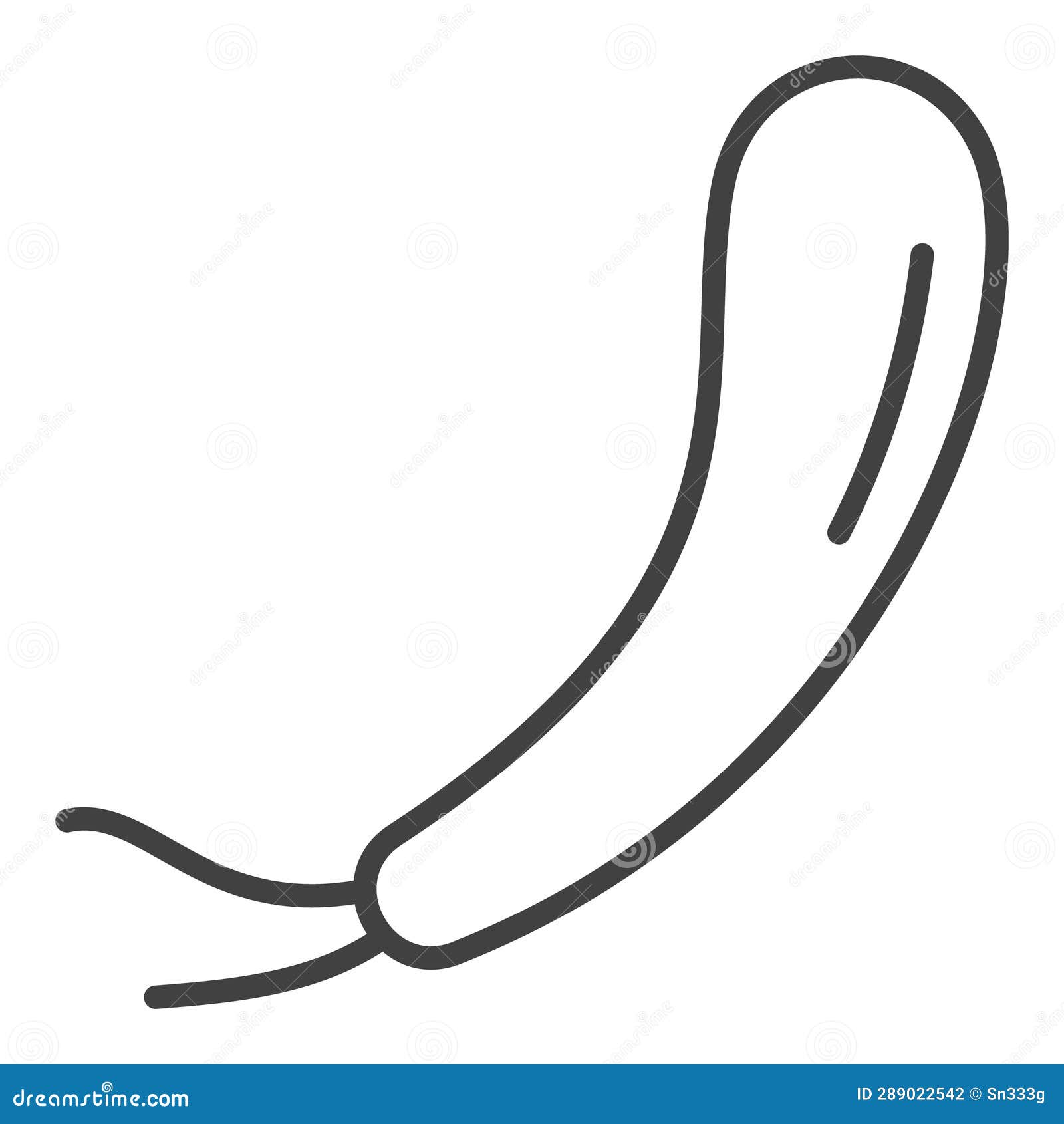 Spirillum Vector Gram Negative Bacteria Concept Outline Icon Stock ...