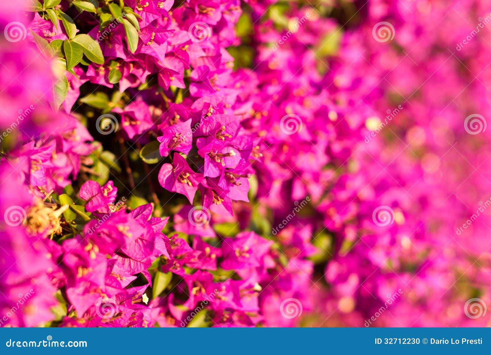 Spiring stock photo. Image of bougainvillia, relax, majestic - 32712230