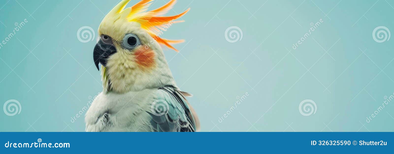 A Spirited Cockatiel Crest Feathers Raised Profiled on a Light Skyblue ...