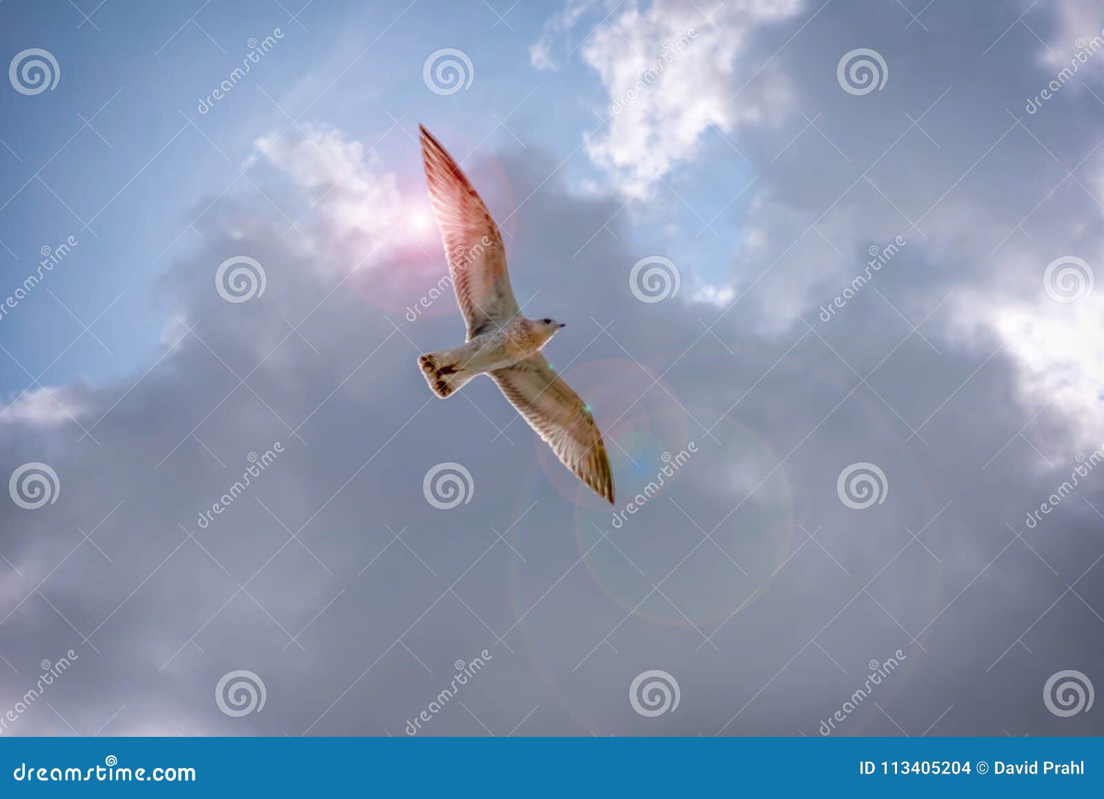Spiritual bird flying stock photo. Image of beautiful - 113405204