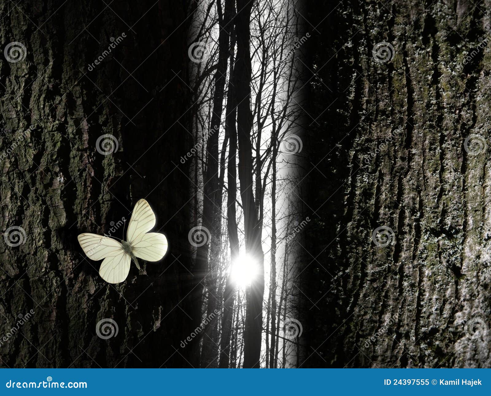 Spiritual Butterfly Near a Tree Gap Light Stock Image - Image of ...
