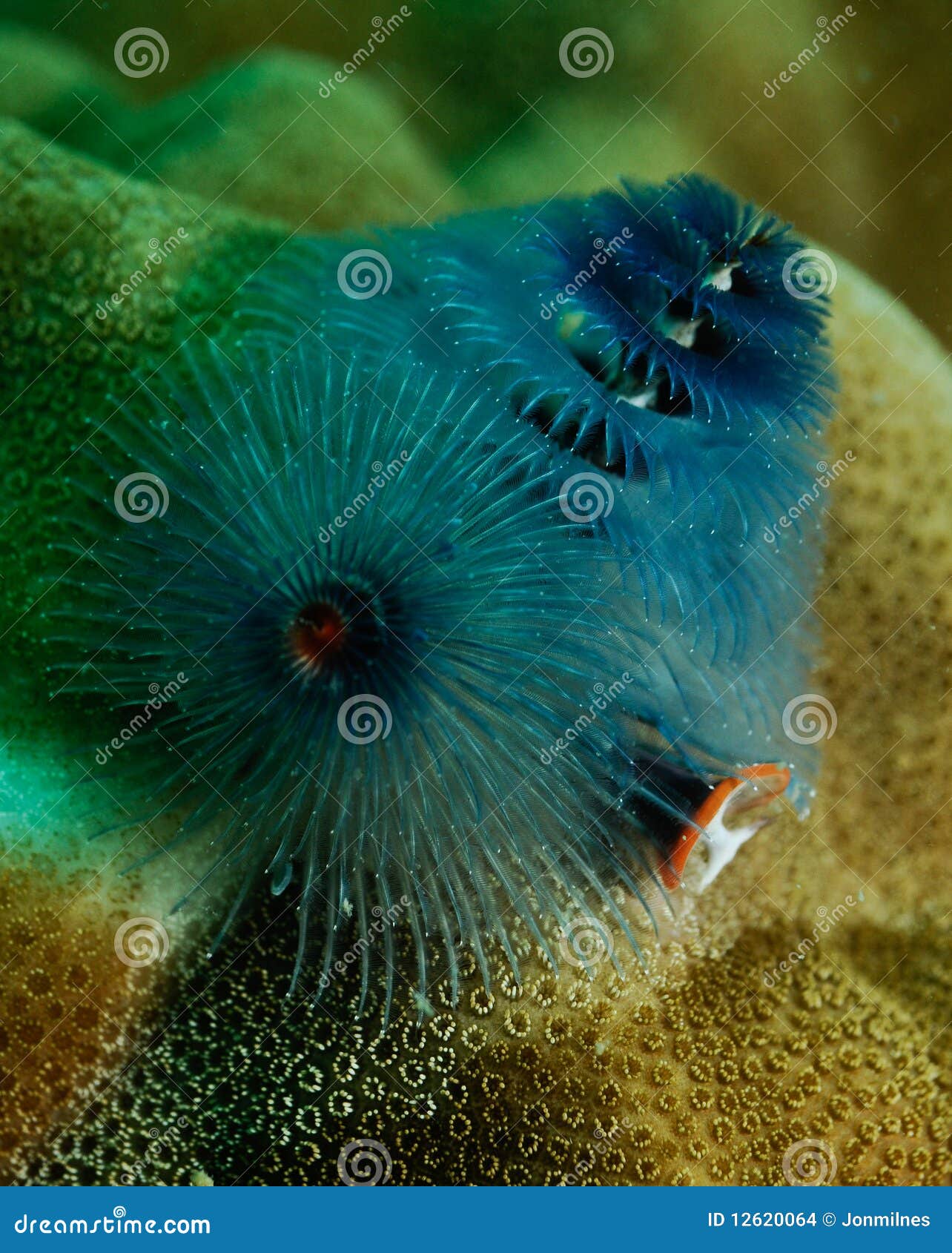 Spirobranchus Giganteus, Christmas Tree Worms Stock Photo ...