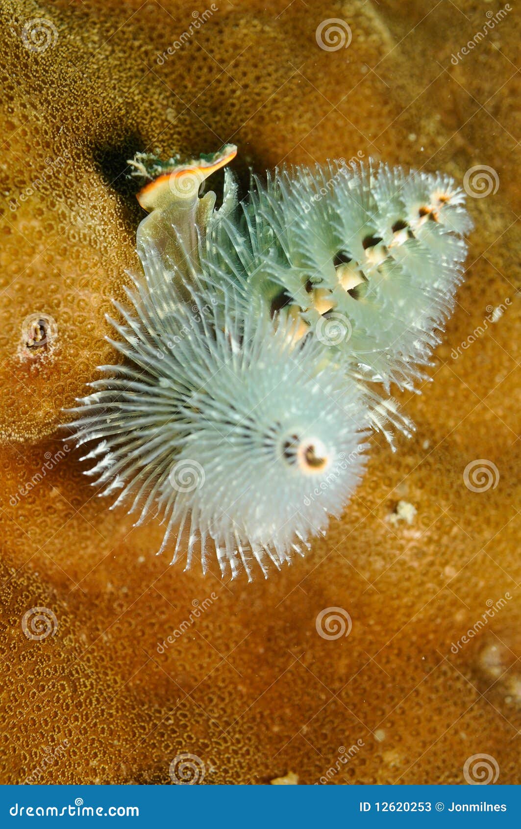 Spirobranchus Giganteus, Christmas Tree Worm Stock Image - Image of ...