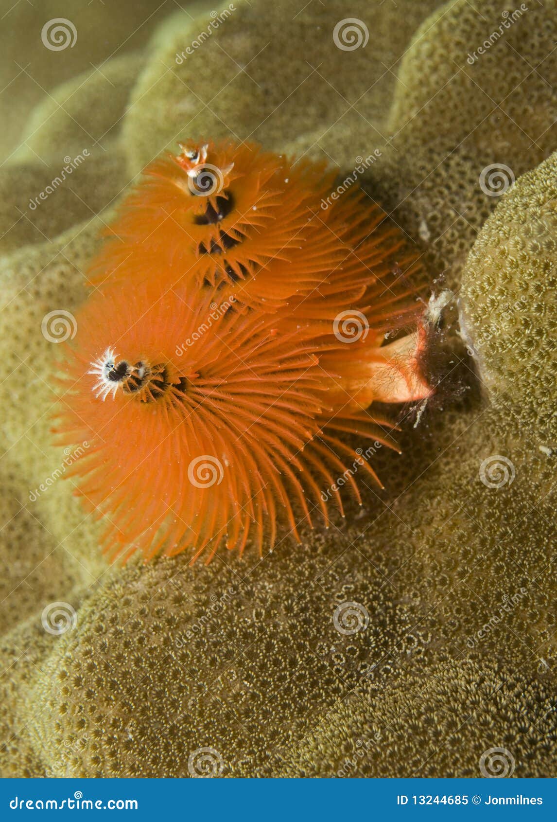 Spirobranchus Giganteus,Christmas Tree Worms Stock Image - Image of ...
