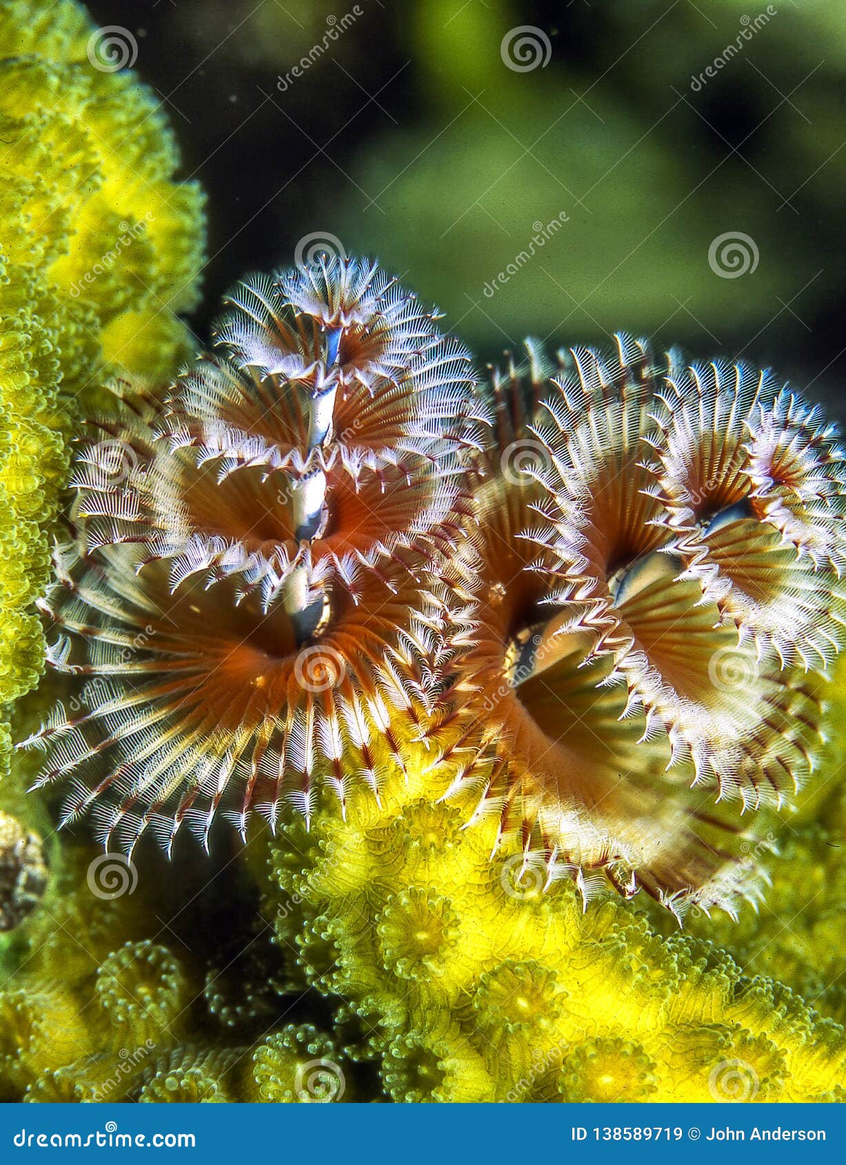 Spirobranchus Giganteus,Christmas Tree Worms Stock Image - Image of ...