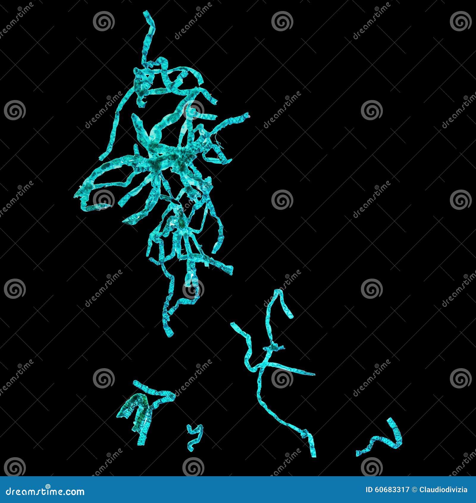 Spirogyra micrograph stock image. Image of plant, science - 60683317