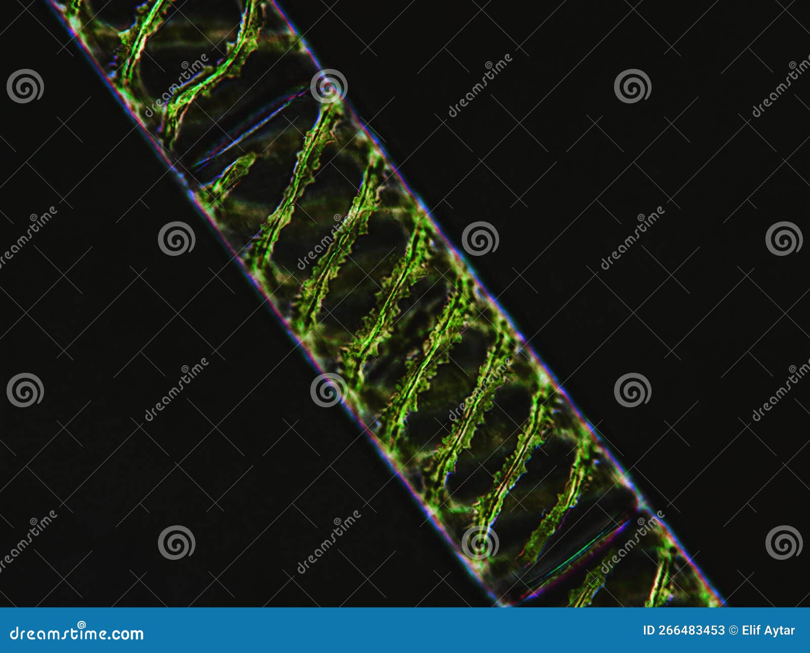 Chlorophyta Microscope