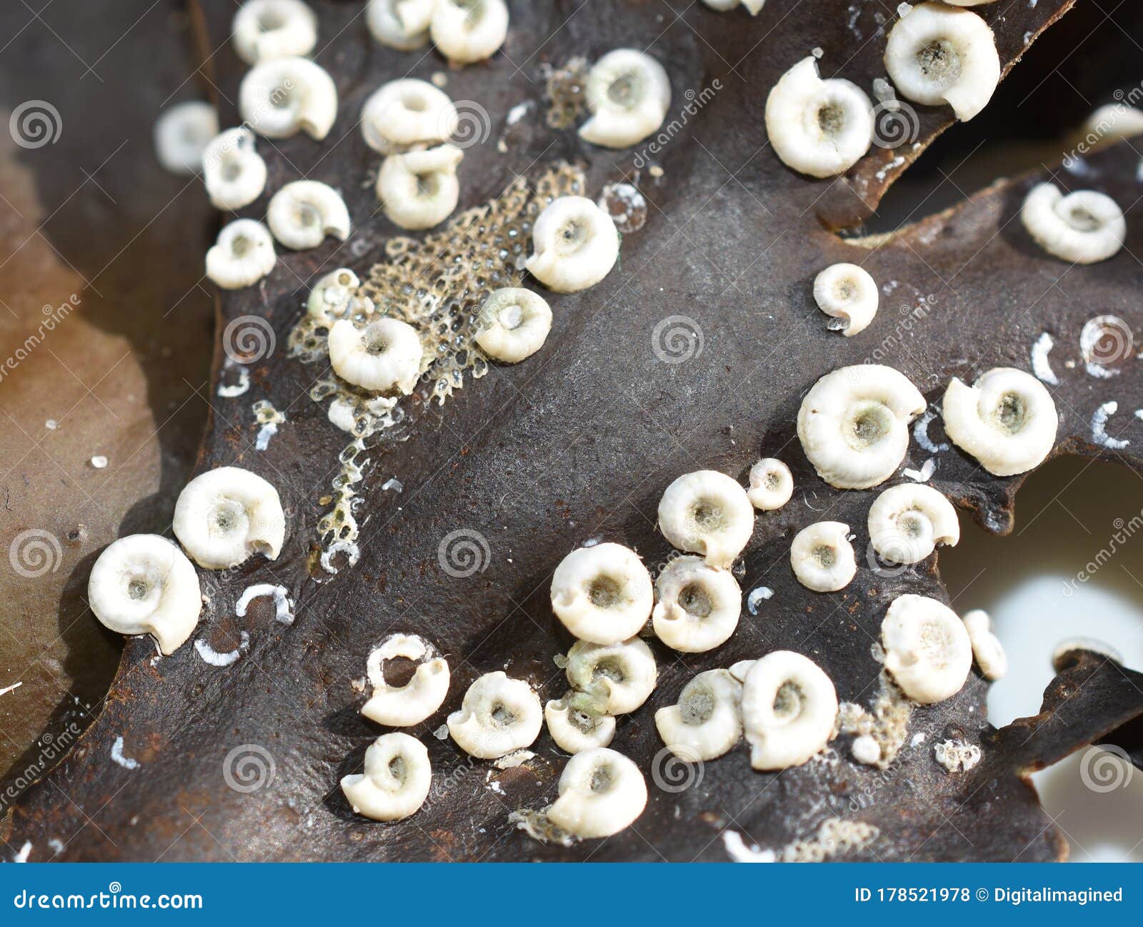 Coiled Spiral Shells Spirorbis Worm Stock Photo - Image of shells ...