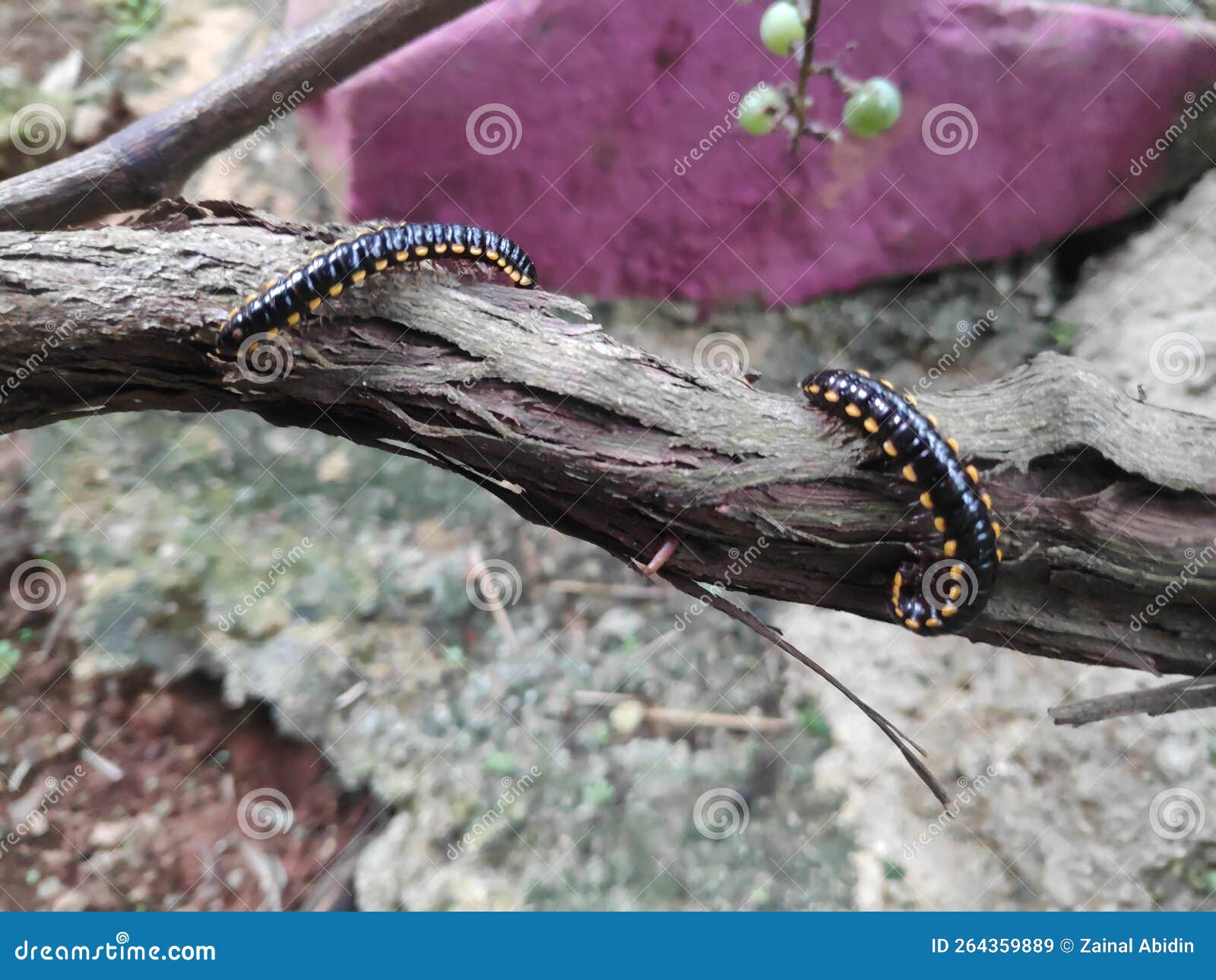 Spirostreptus crow stock image. Image of spirostreptus - 264359889