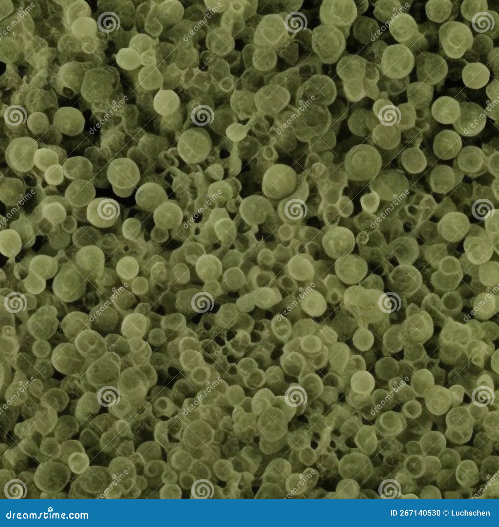 Spirulina Algae, Electron Microscope View Stock Illustration ...