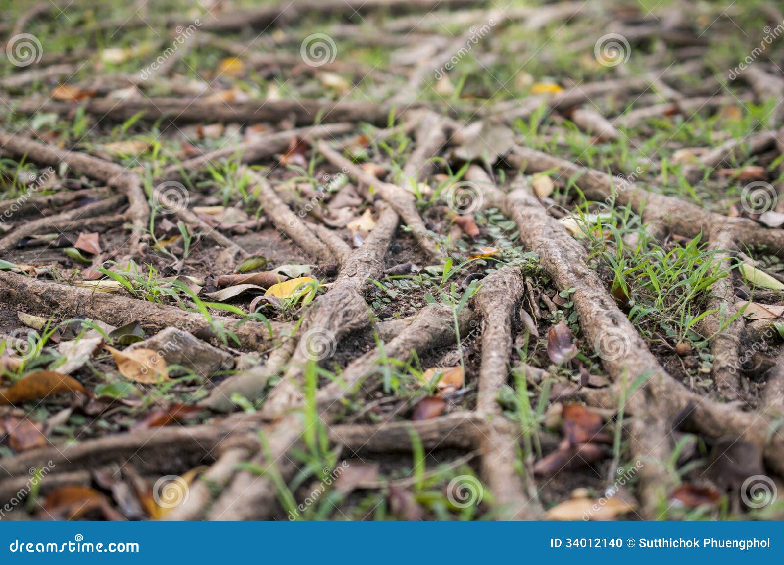 Spiry roots stock photo. Image of root, area, leaf, forest - 34012140