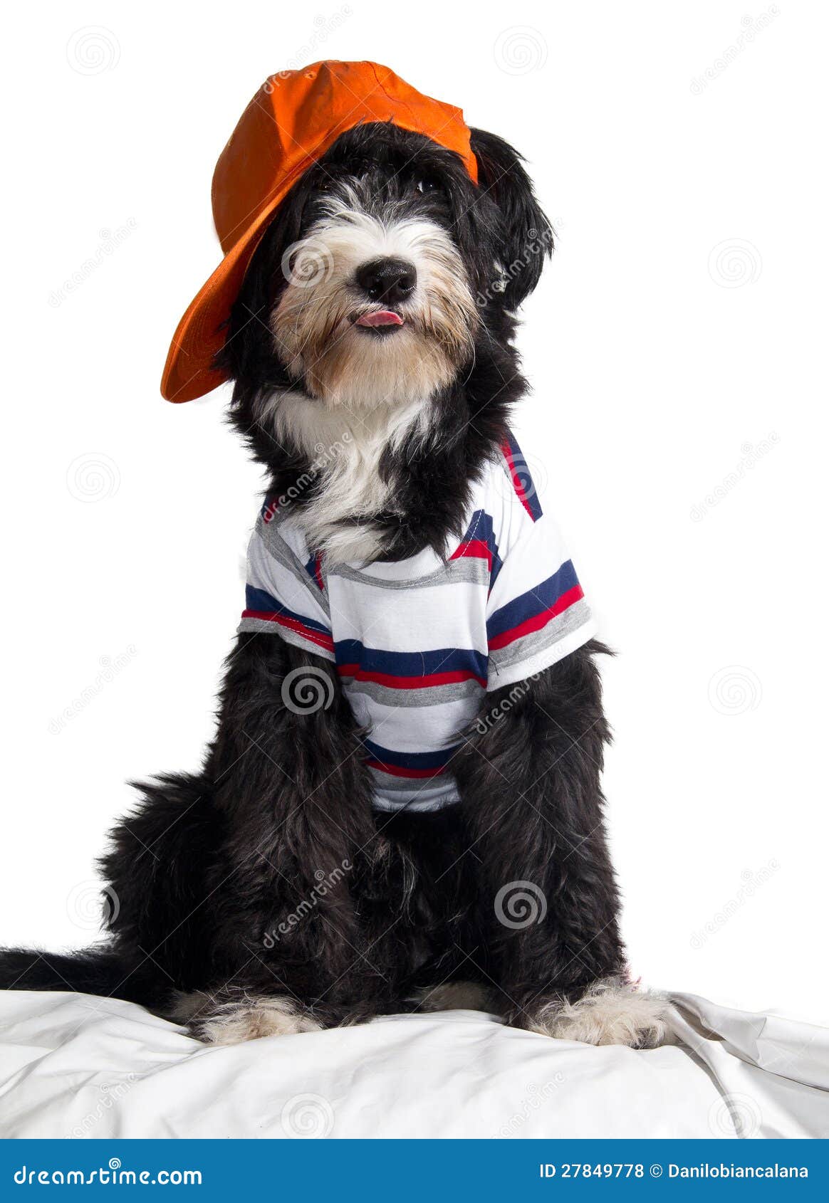 Spitefull dog stock photo. Image of happy, expression - 27849778