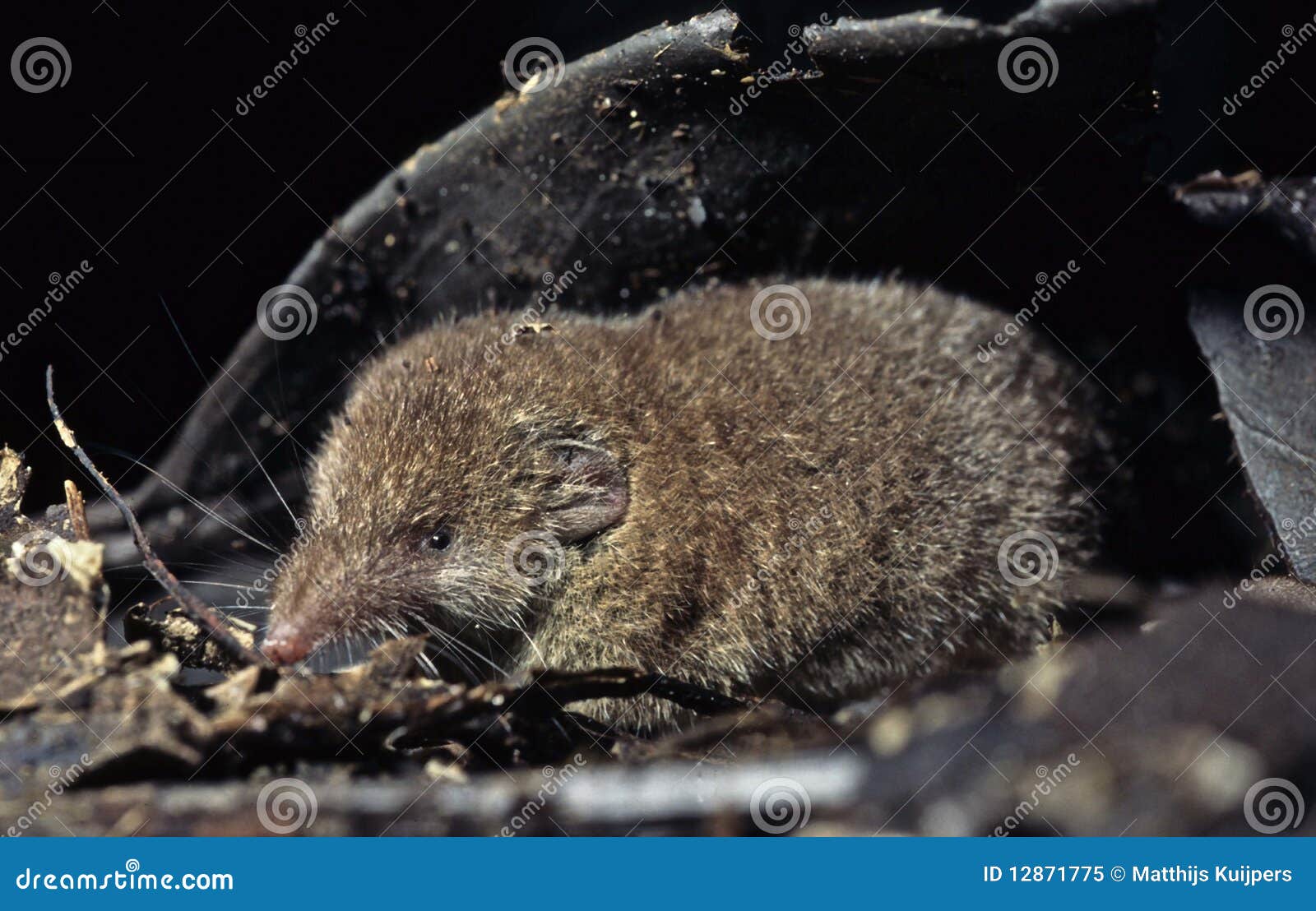 Spitsmuis stock afbeelding. Image of insecteneter, muis - 12871775