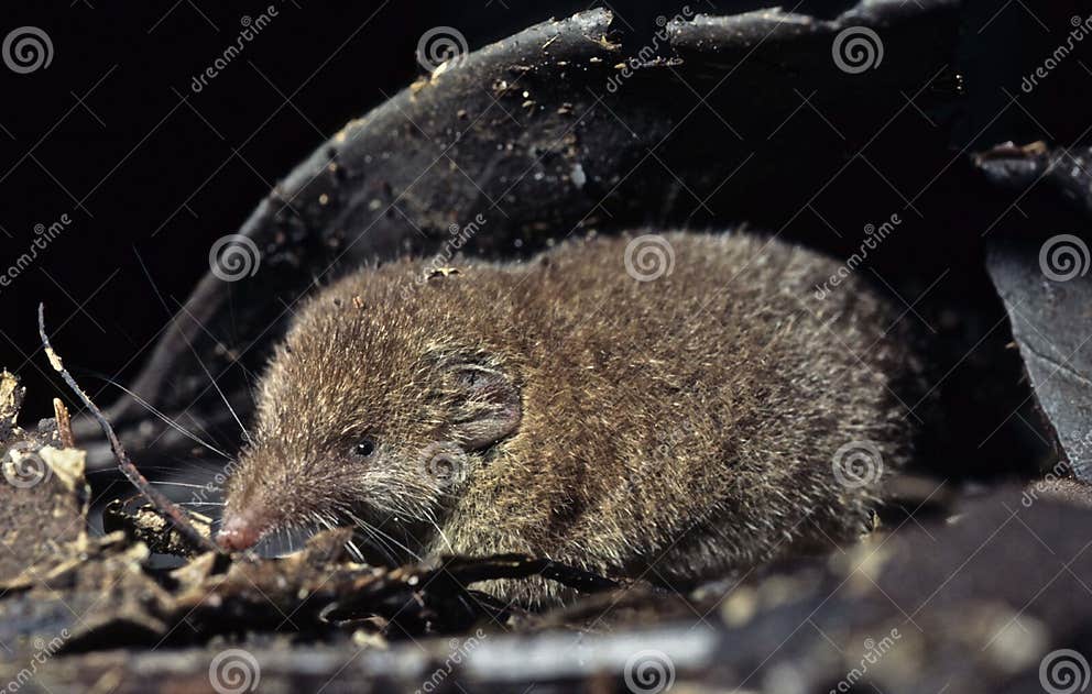 Spitsmuis stock afbeelding. Image of insecteneter, muis - 12871775