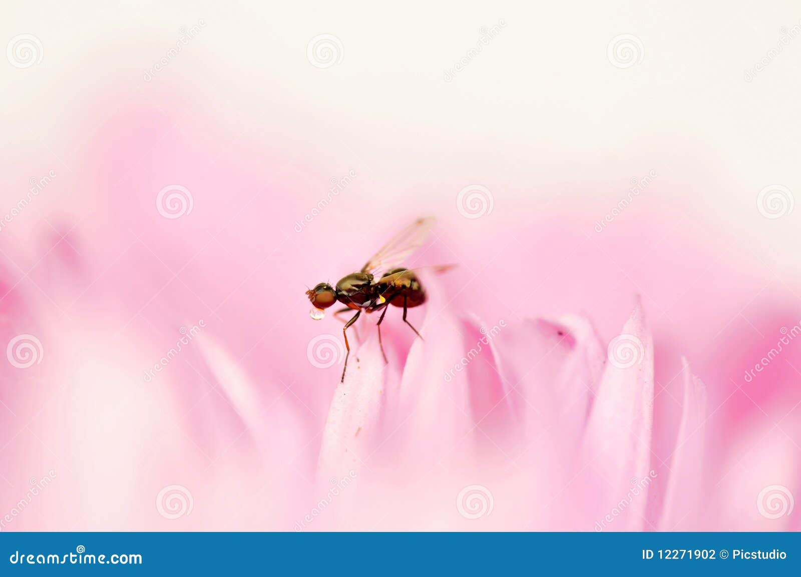 Spitting ant stock photo. Image of flower, nature, stem - 12271902