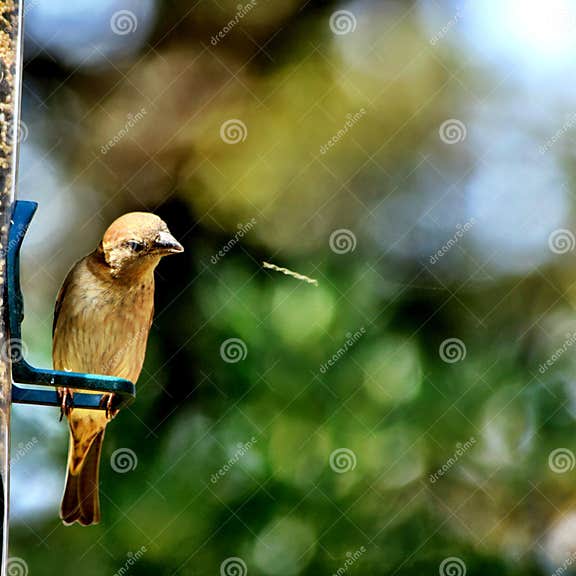 Spitting Bird stock image. Image of femalebird, fiber - 29280805
