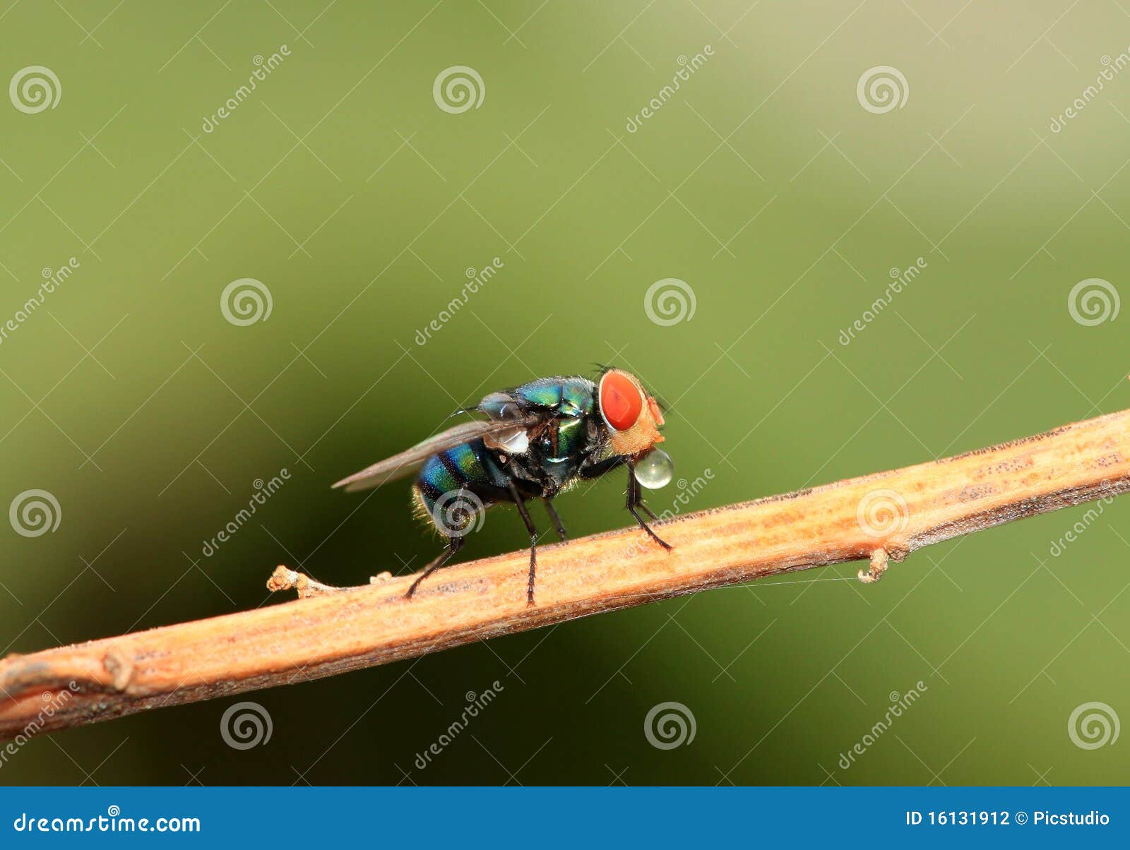 Spitting blue fly stock photo. Image of waiting, eyes - 16131912
