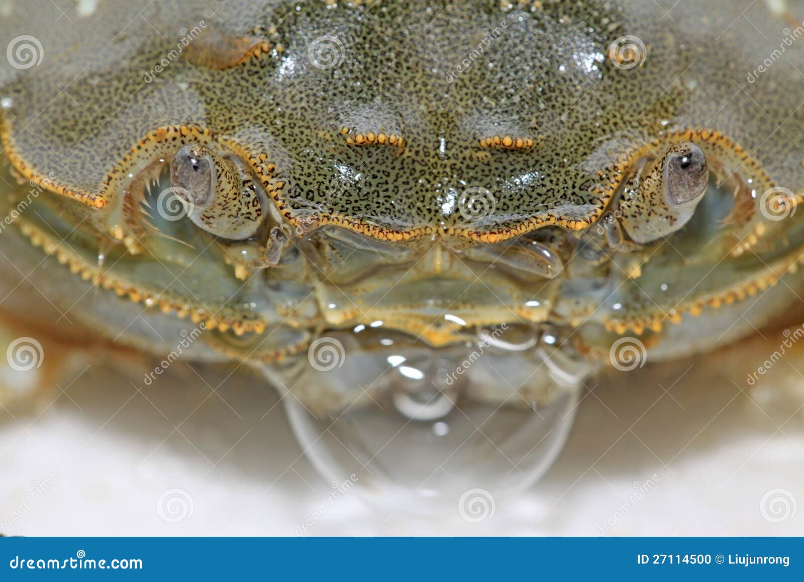 Spitting bubble of crab stock photo. Image of blue, armor - 27114500
