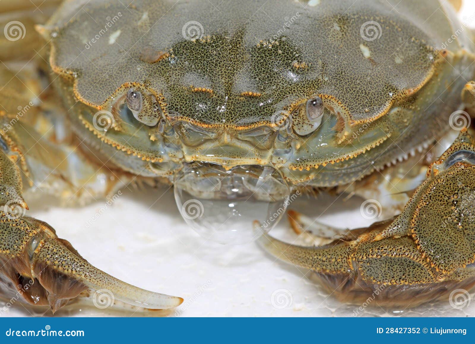 Spitting bubble of crab stock photo. Image of delicious - 28427352