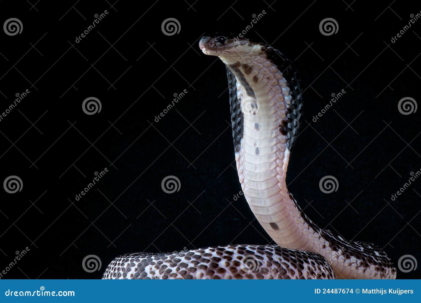Spitting cobra stock photo. Image of naja, javan, spitter - 24487674