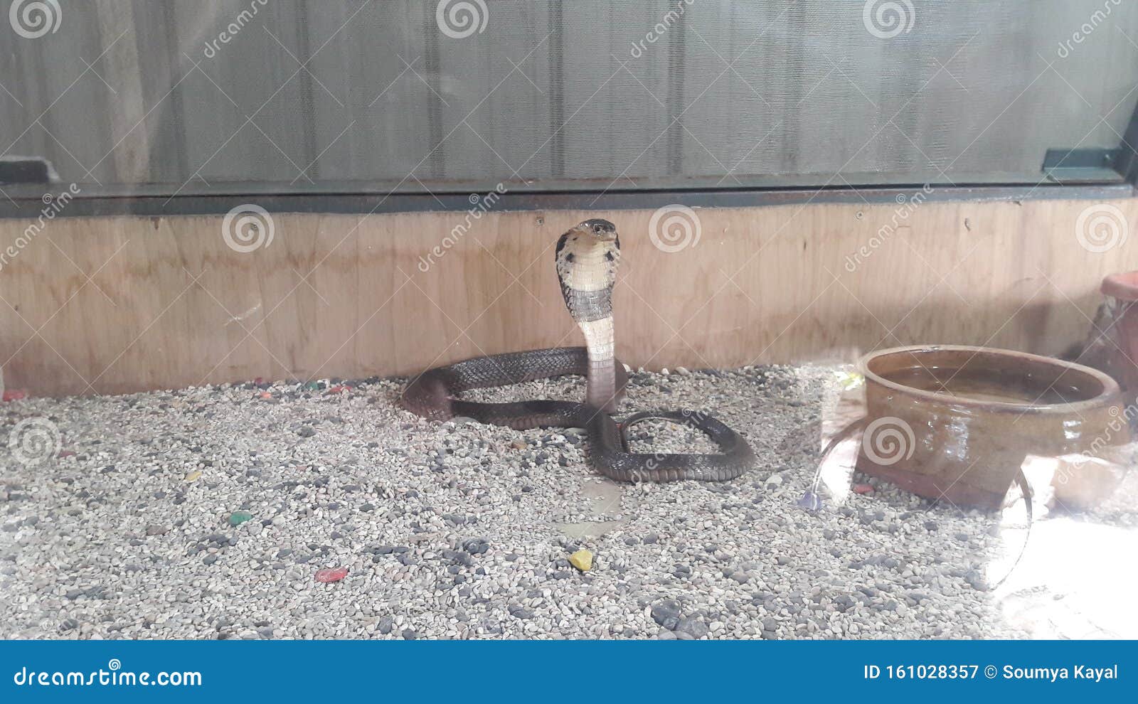 Spitting Cobra at Snake Temple Stock Image - Image of temple, snake ...