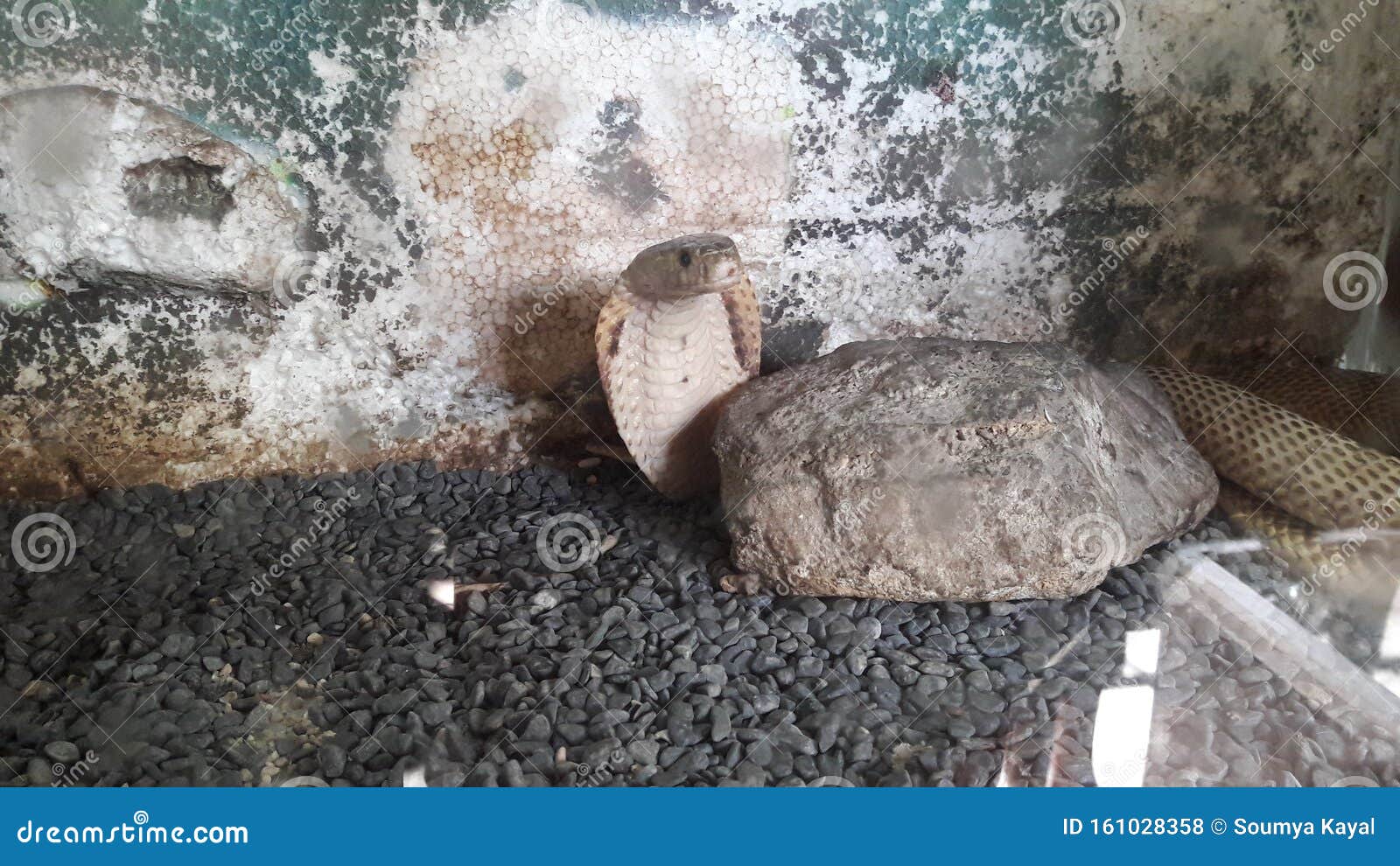Spitting Cobra at Snake Temple Stock Photo - Image of cage, cobra ...
