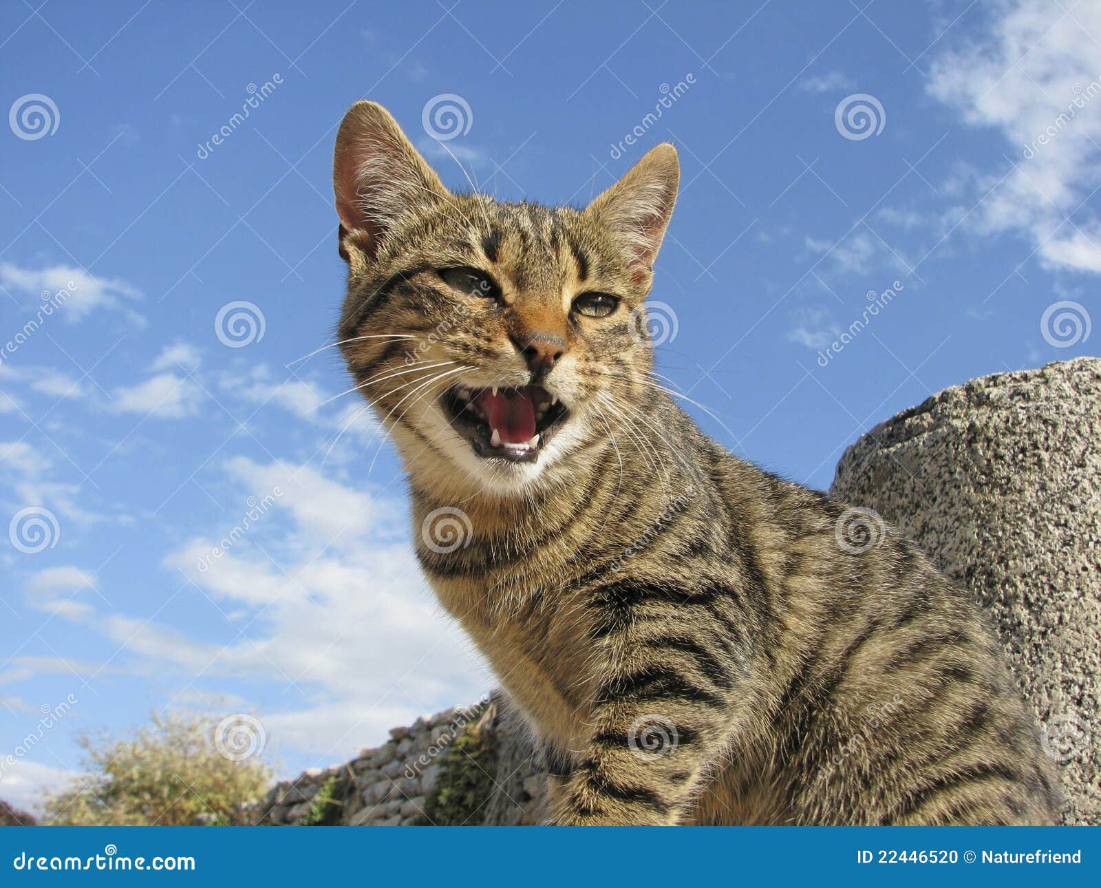 Spitting Domestic Cat (housecat) on a Wall Stock Photo - Image of ...