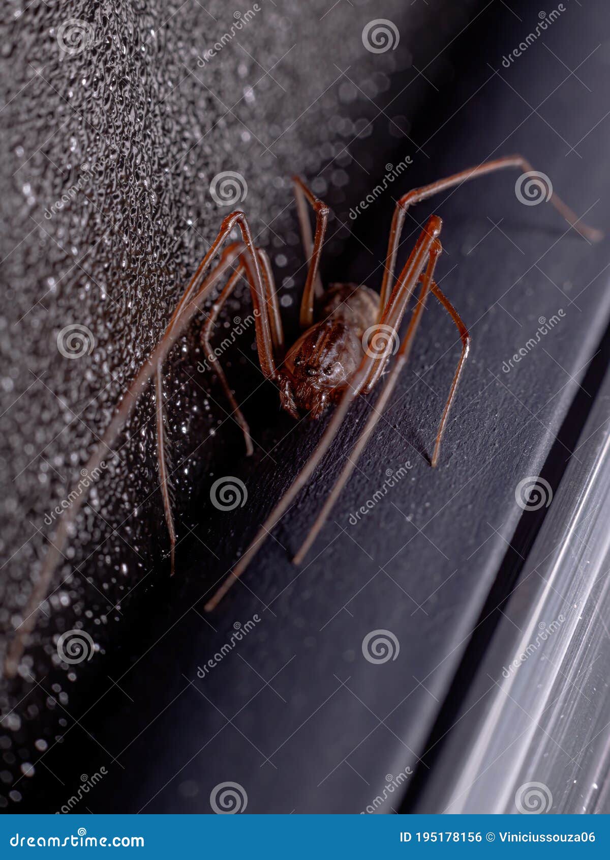 Spitting Spider stock photo. Image of araneomorphae - 195178156