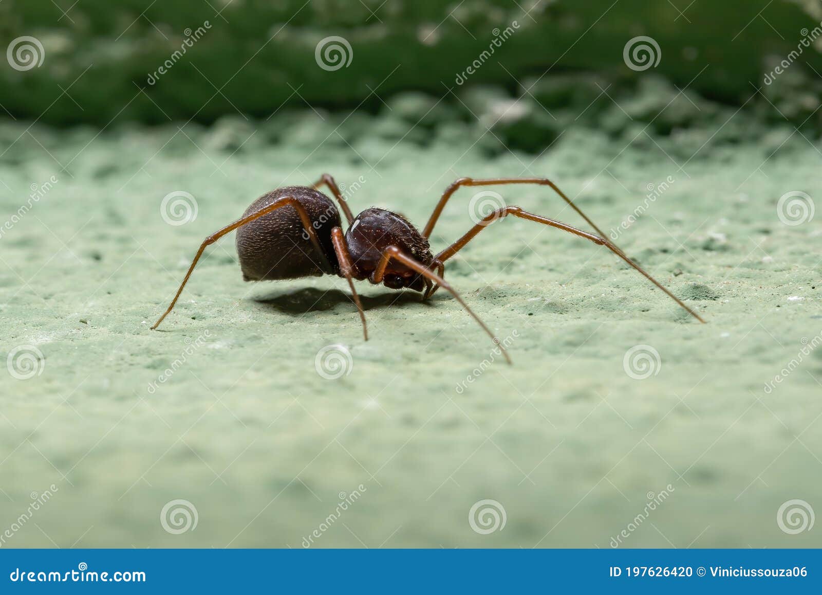 Spitting Spider stock photo. Image of natural, invertebrates - 197626420