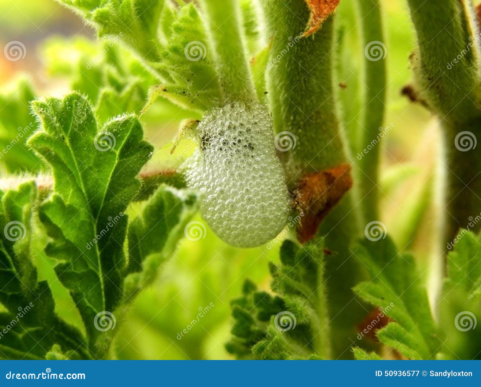 Spittle bug stock image. Image of insects, southern, pests - 50936577