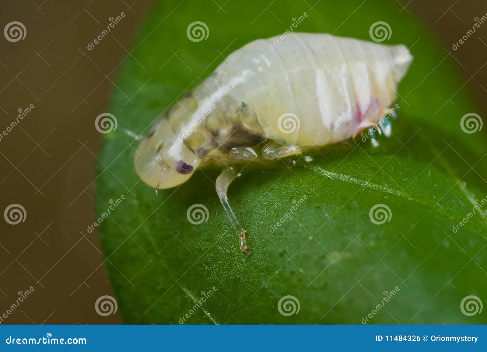 A Spittle Bug/ Frog Hopper Nymph with Foam Stock Photo - Image of ...