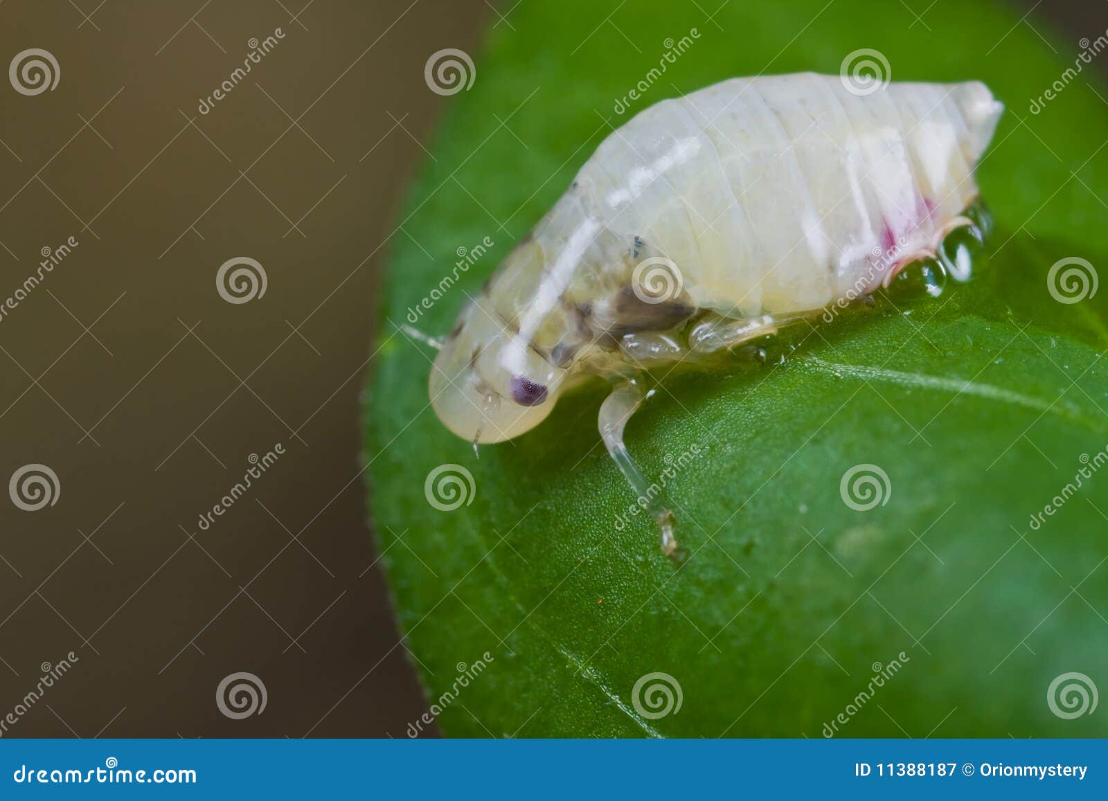 A Spittle Bug/froghopper Nymph on Green Leaf Stock Image - Image of ...