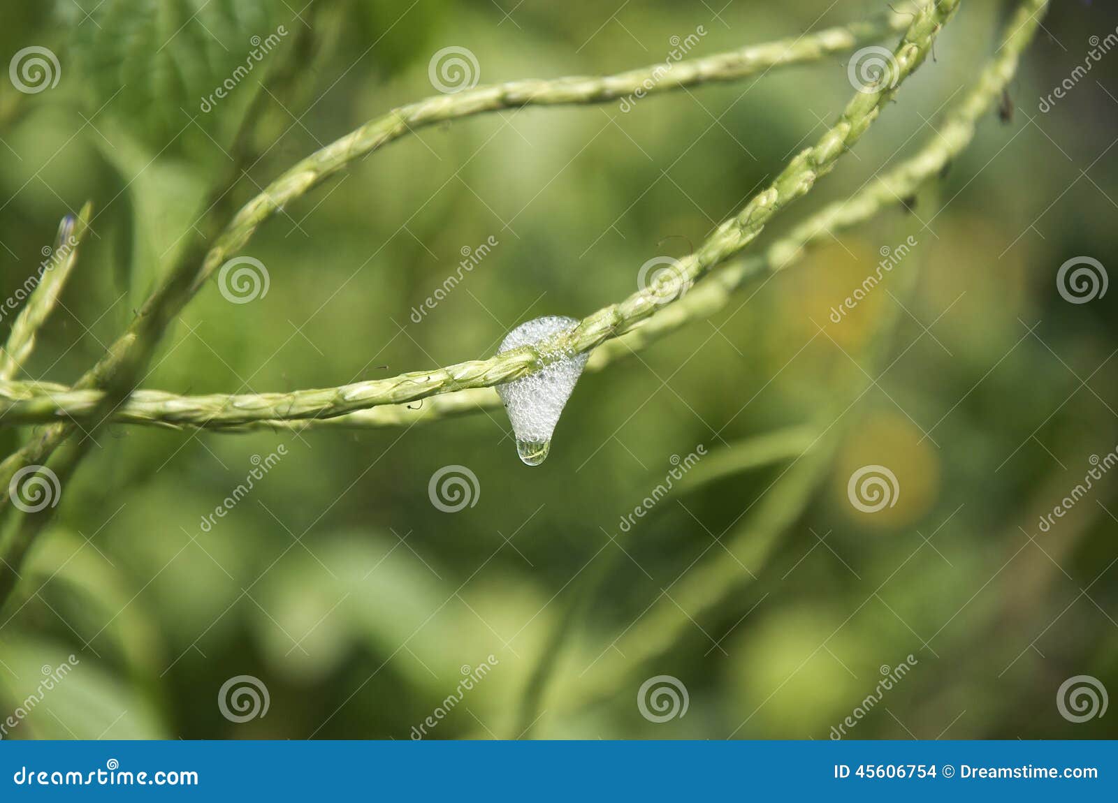Spittle bug froth stock photo. Image of colour, bright - 45606754