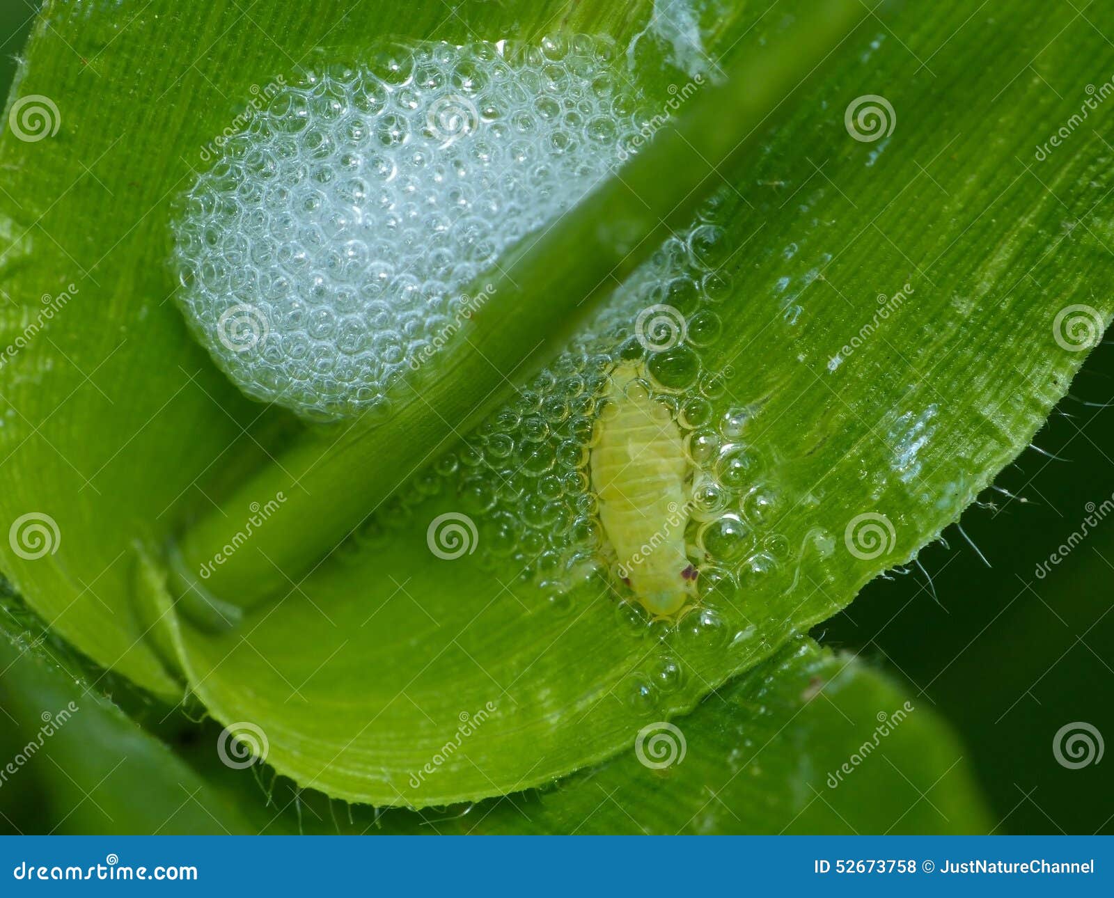 Spittle Bug on Leaf stock photo. Image of spittle, spittlebug - 52673758
